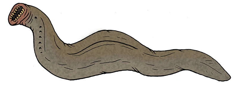Meat-weasel lamprey | New ideas by Matt Weaver Wiki | Fandom
