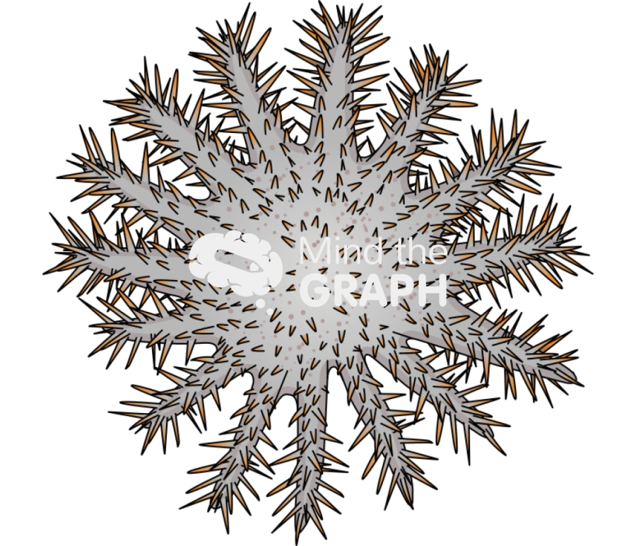 CROWN OF THORNS SEA STARS-Fox-Atlantica = SeaArt AI theater: The Little Merfox | New ideas by ...