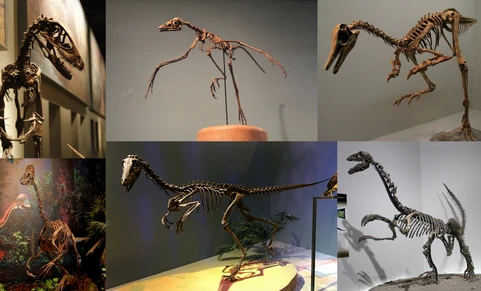 Maniraptora | New ideas by Matt Weaver Wiki | Fandom