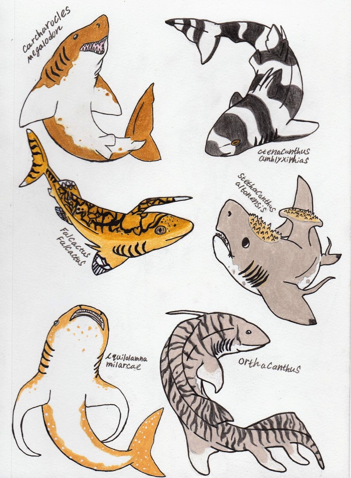 Octonauts Prehistoric Sharks Episode List New Ideas By Matt Weaver