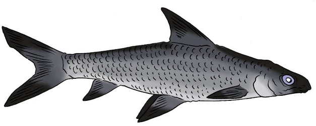 Scar Isle shark barb-fish | New ideas by Matt Weaver Wiki | Fandom