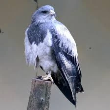 Blue Buzzard | New ideas by Matt Weaver Wiki | Fandom