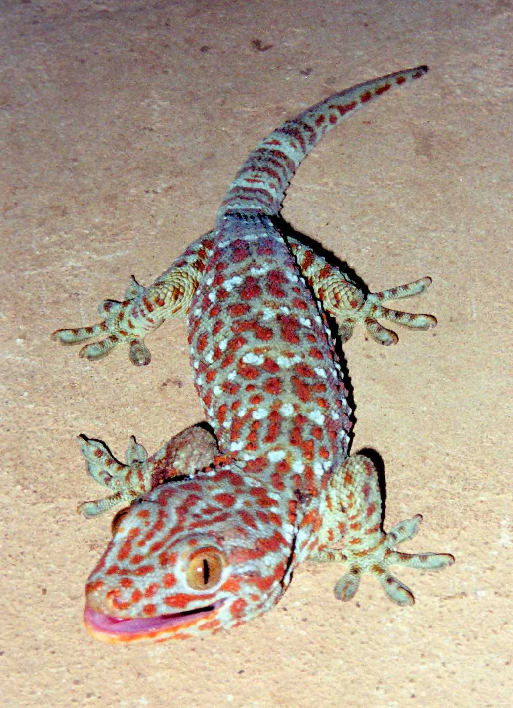 Tokay gecko | New ideas by Matt Weaver Wiki | Fandom