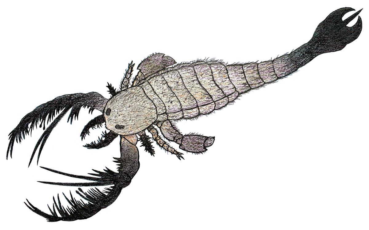 Megalograptus Jurassic Kratts Preview New Ideas By Matt Weaver Wiki