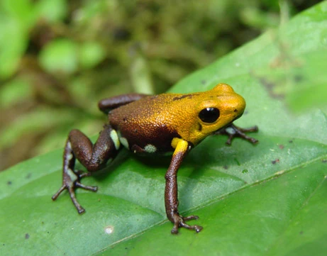 Supatá golden frog | New ideas by Matt Weaver Wiki | Fandom