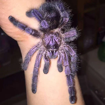 Purple spiders-wild kratts | New ideas by Matt Weaver Wiki | Fandom