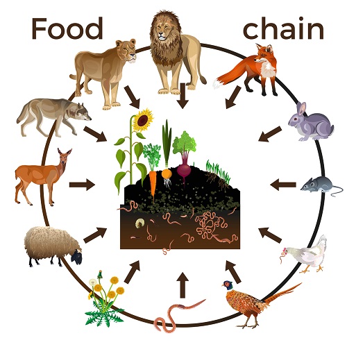 Zoboomafoo And You The Food Chain Game Show New Ideas By Matt Weaver
