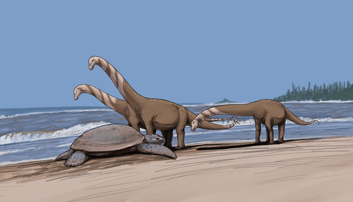 Turtles Ahoy Boneheads Detectives Of The Paleoworld New Ideas By