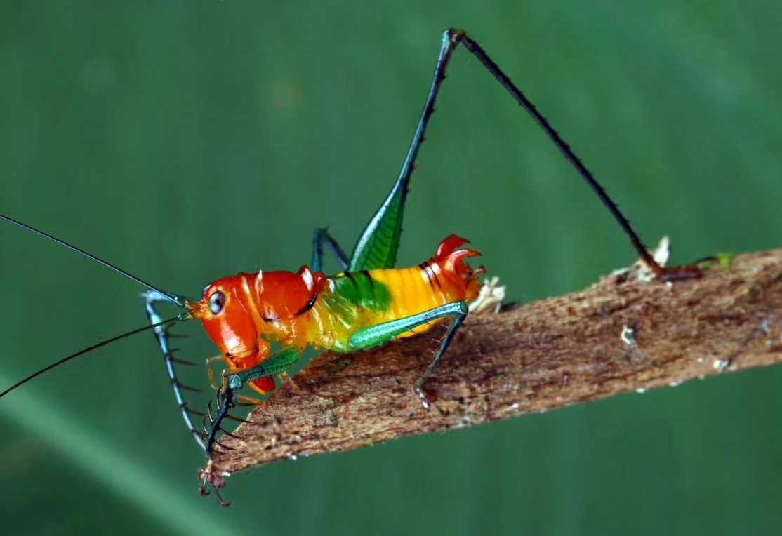 Candy cane katydid-monster bug wars | New ideas by Matt Weaver Wiki ...