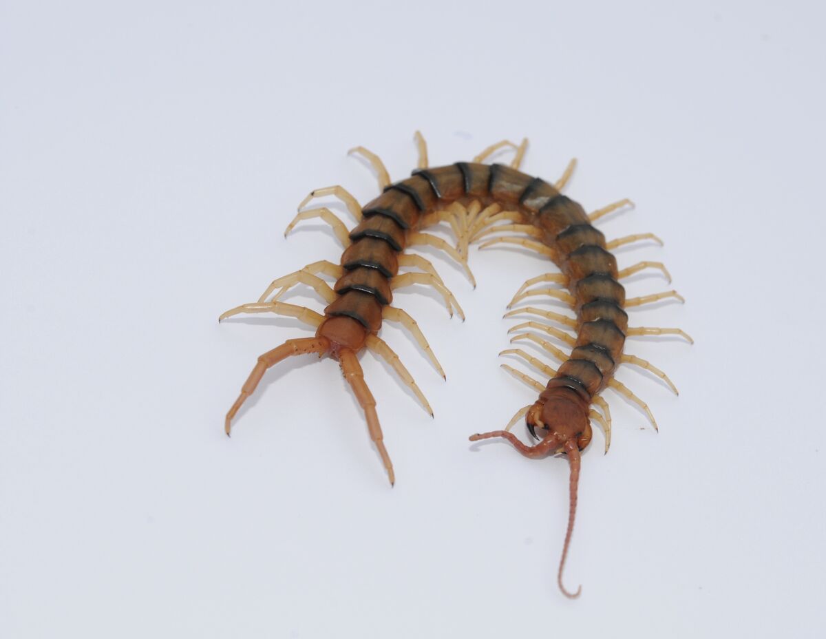 The Mystery Of The Tiger Centipede Wild Kratts Bug Adventures New New