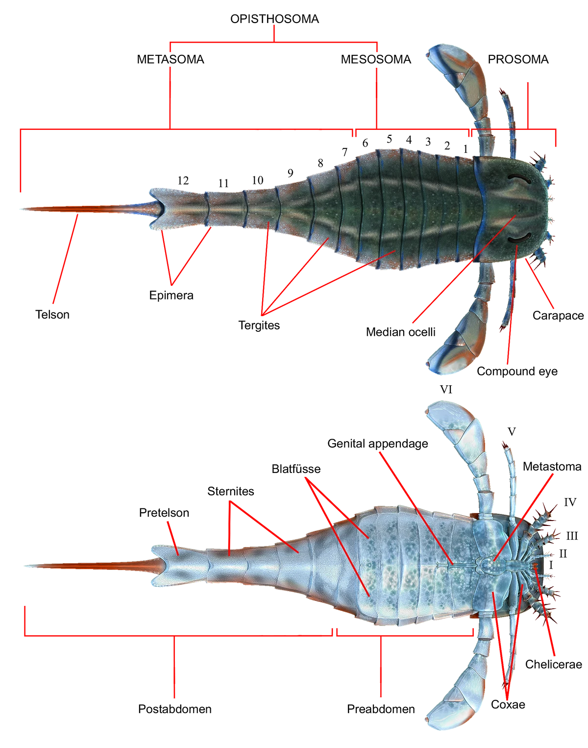 Eurypterid | New ideas by Matt Weaver Wiki | Fandom