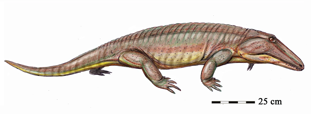 Chroniosuchus | New ideas by Matt Weaver Wiki | Fandom
