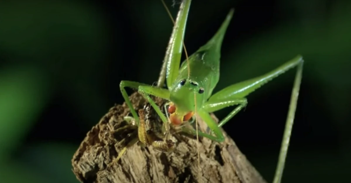 Katydid powers-Wild Kratts bug adventures | New ideas by Matt Weaver ...