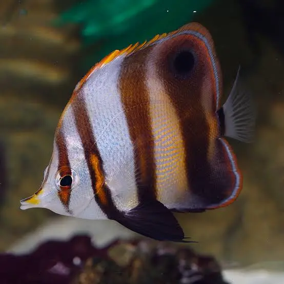 Butterflyfish and more featured reef fish in the Little Merfox series ...
