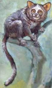 Necrolemur-dinotopia | New ideas by Matt Weaver Wiki | Fandom