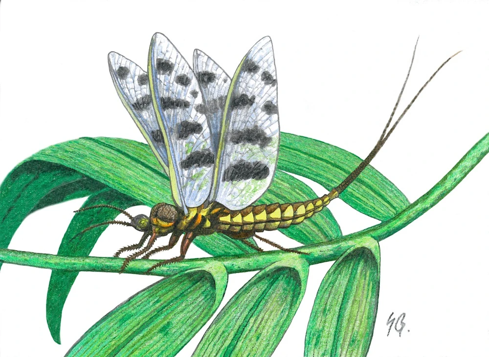 Palaeodictyoptera | New ideas by Matt Weaver Wiki | Fandom