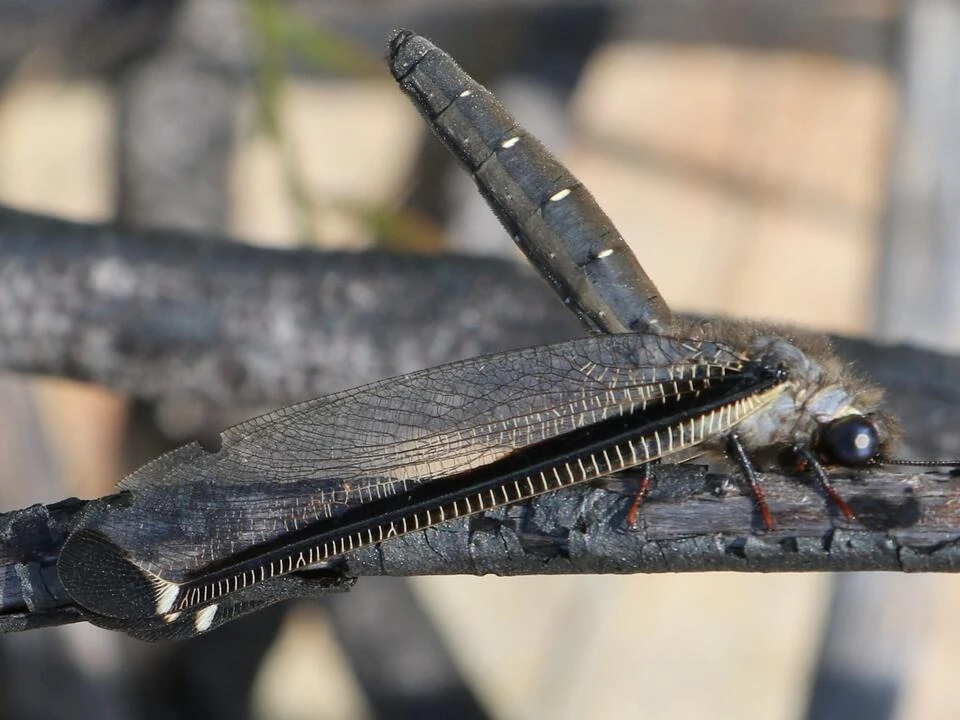 Giant lacewing-wild kratts bug adventures | New ideas by Matt Weaver ...