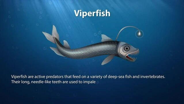 Viperfish mission-the Octonauts | New ideas by Matt Weaver Wiki | Fandom