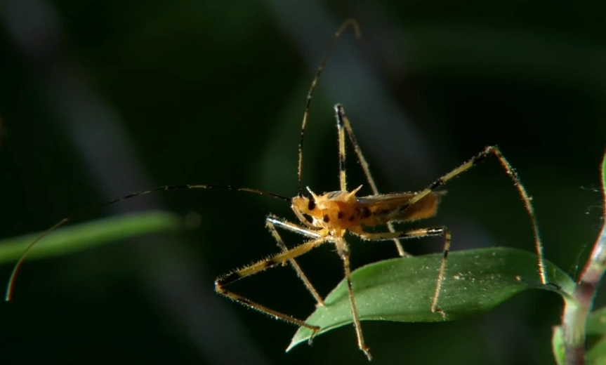 Assassin bug preview 1-monster bug wars | New ideas by Matt Weaver Wiki ...