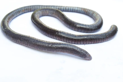 Caecilian | New ideas by Matt Weaver Wiki | Fandom