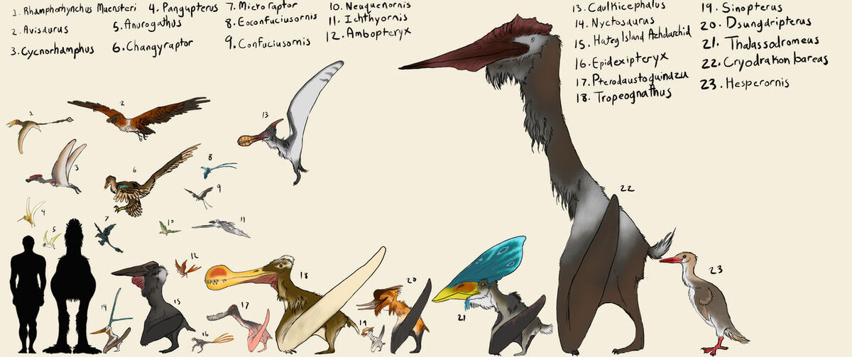 Pterosaur flight-Boneheads: detectives of the paleoworld | New ideas by Matt Weaver Wiki | Fandom
