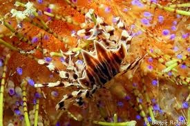 The Octonauts and the zebra urchin crab | New ideas by Matt Weaver Wiki ...