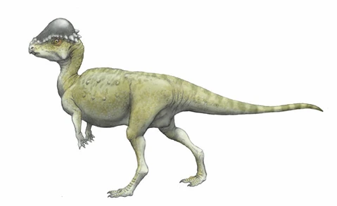 Acrotholus-LBT idea | New ideas by Matt Weaver Wiki | Fandom