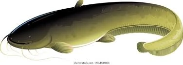 Wels Catfish (64 Zoo Lane) | New ideas by Matt Weaver Wiki | Fandom