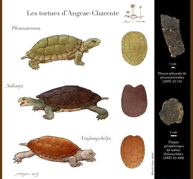 Xinjiangchelys | New ideas by Matt Weaver Wiki | Fandom