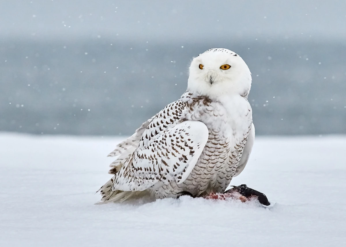 Octonauts above and beyond: snowy owl invasion | New ideas by Matt ...