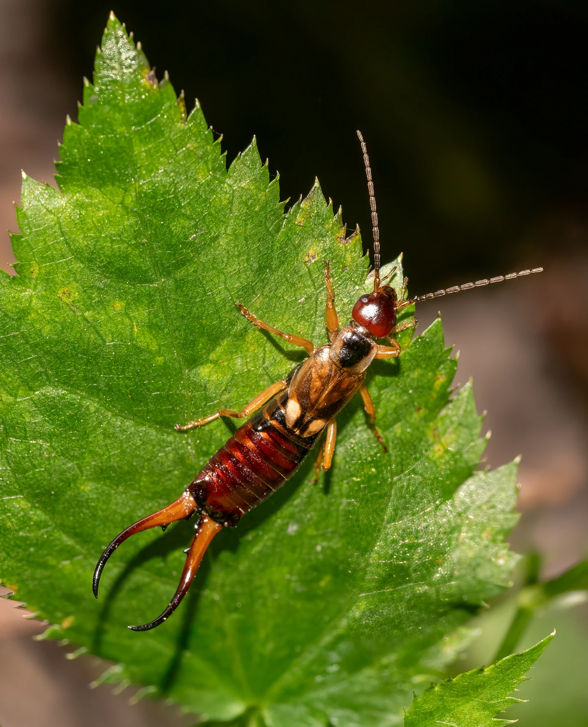 European earwig | New ideas by Matt Weaver Wiki | Fandom