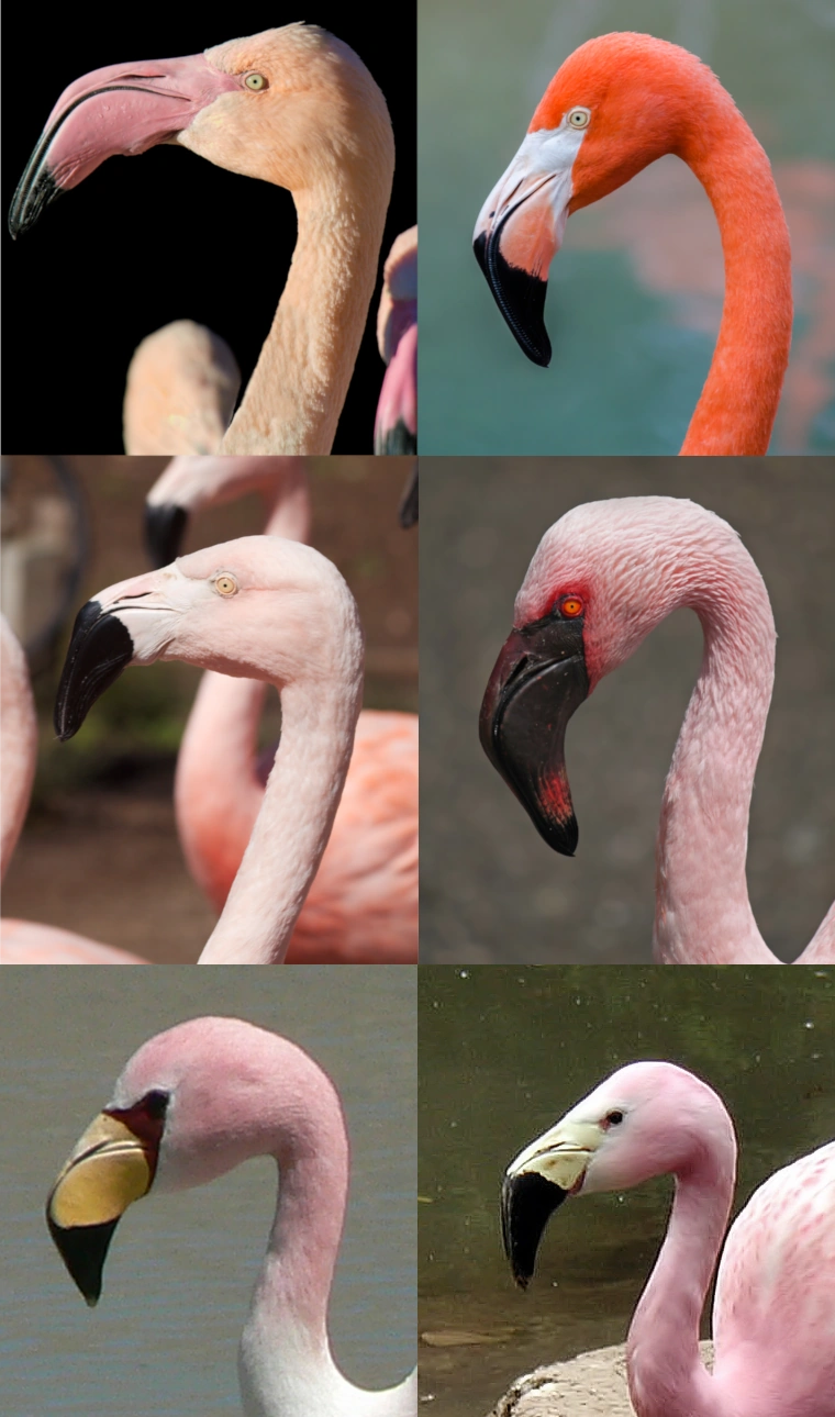 The Flamingo King 1 1/2 | New ideas by Matt Weaver Wiki | Fandom