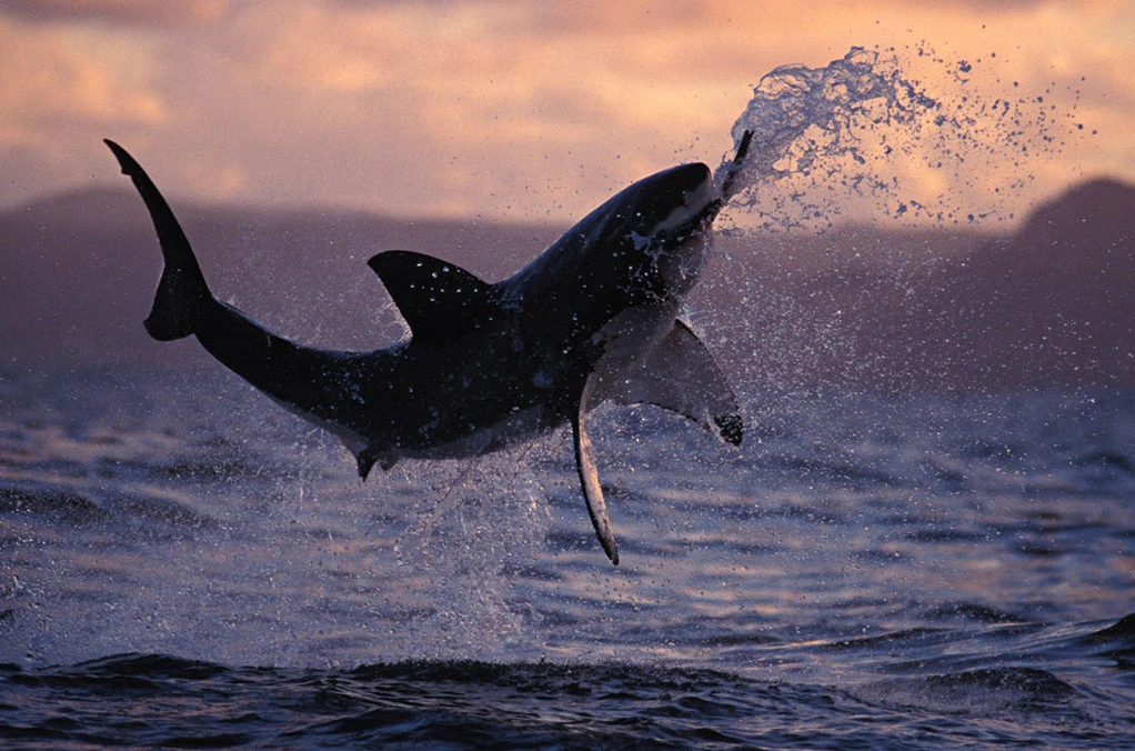 SHANTI AS MERMAID FOR GO DIEGO GO | New ideas by Matt Weaver Wiki | Fandom