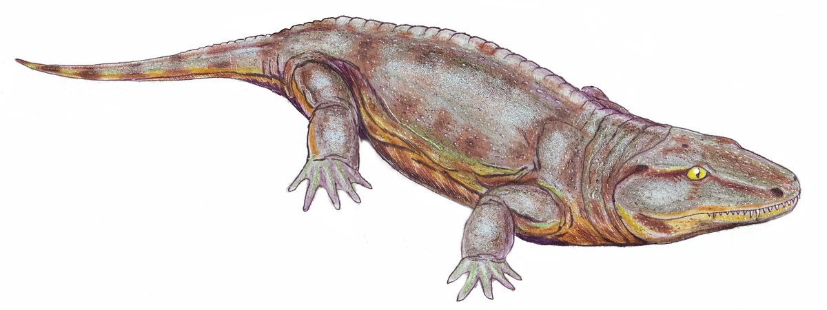 Seymouria | New ideas by Matt Weaver Wiki | Fandom