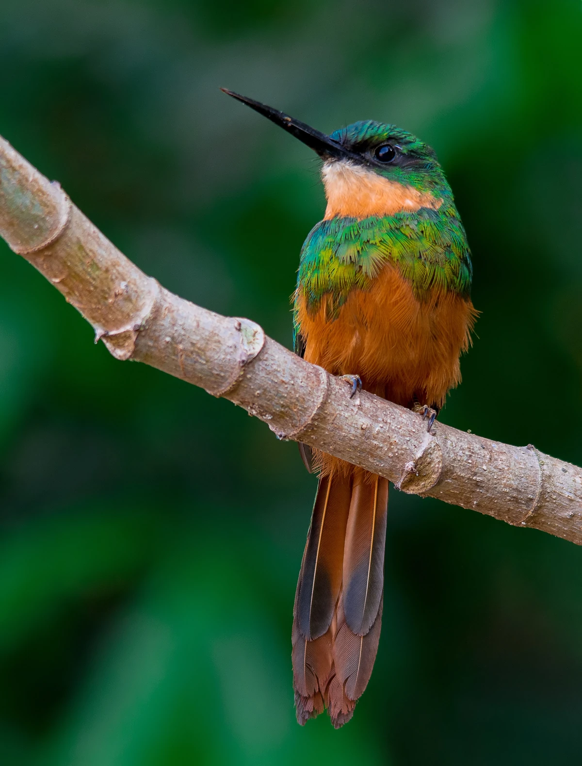 Jacamar jamming-new wild kratts | New ideas by Matt Weaver Wiki | Fandom