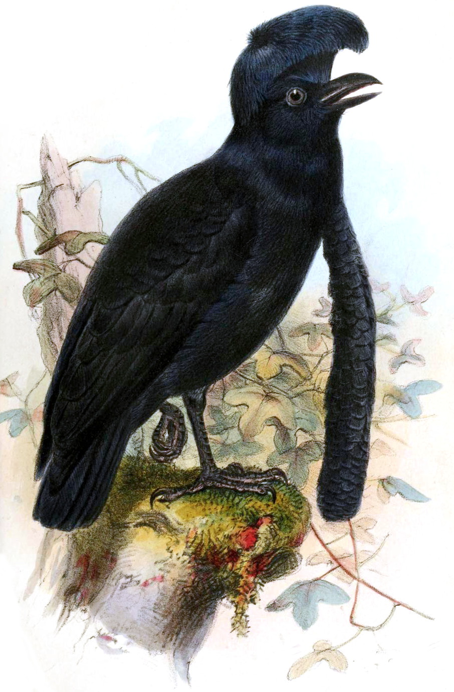 Umbrellabird Zoboomafoo And You Preview New Ideas By Matt Weaver Wiki