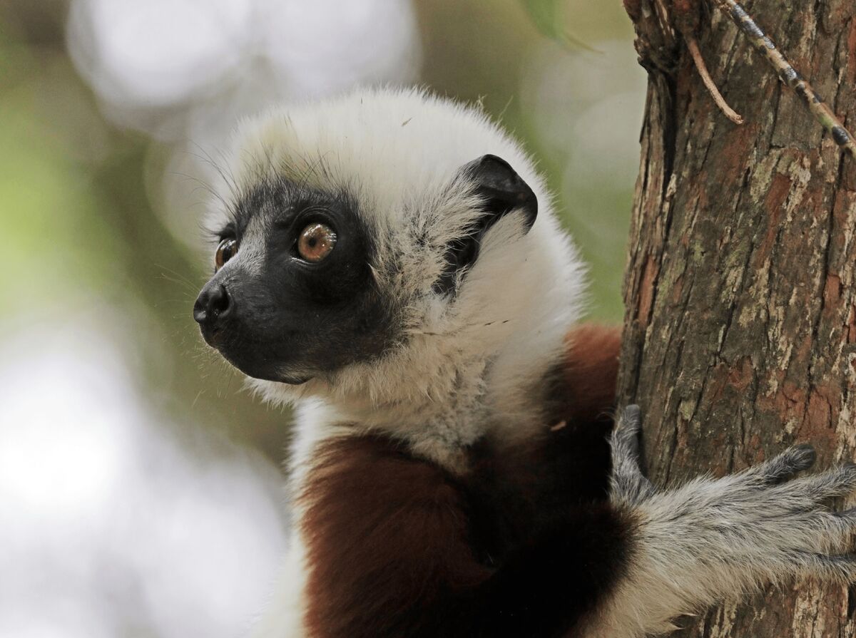 Zoboomafoo And You Pilot Episode New Ideas By Matt Weaver Wiki Fandom