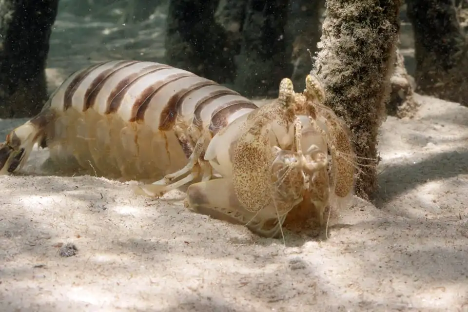 Octonauts and the Zebra mantis shrimp | New ideas by Matt Weaver Wiki ...