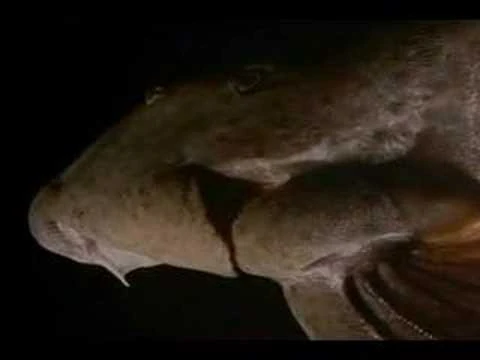 The wood-eating fish-wild kratts | New ideas by Matt Weaver Wiki | Fandom