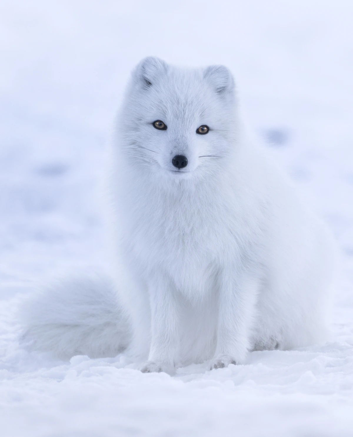 Arctic fox-Zoboomafoo and you | New ideas by Matt Weaver Wiki | Fandom