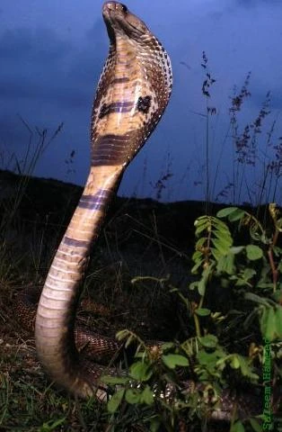 Wild Kratts-Endangered Cobra rescue | New ideas by Matt Weaver Wiki ...