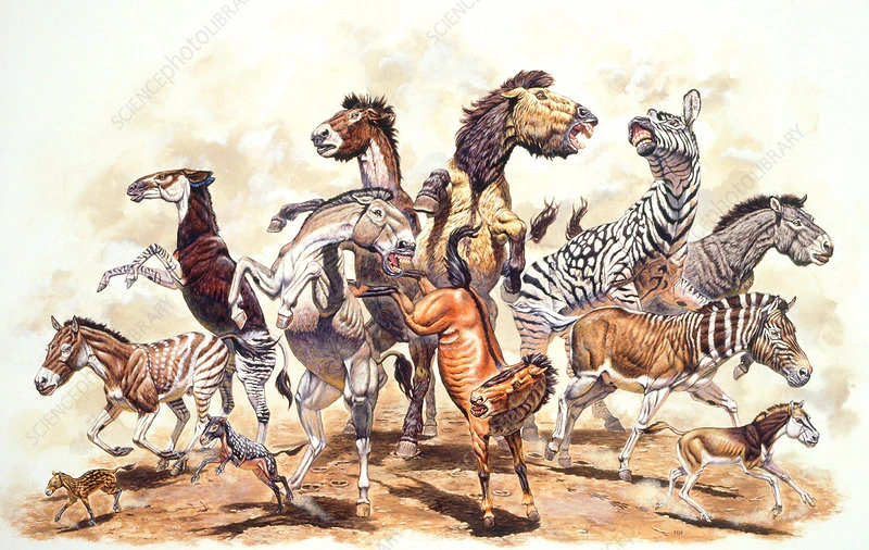 Woolly Zebra Rescue-Jurassic Kratts | New ideas by Matt Weaver Wiki ...