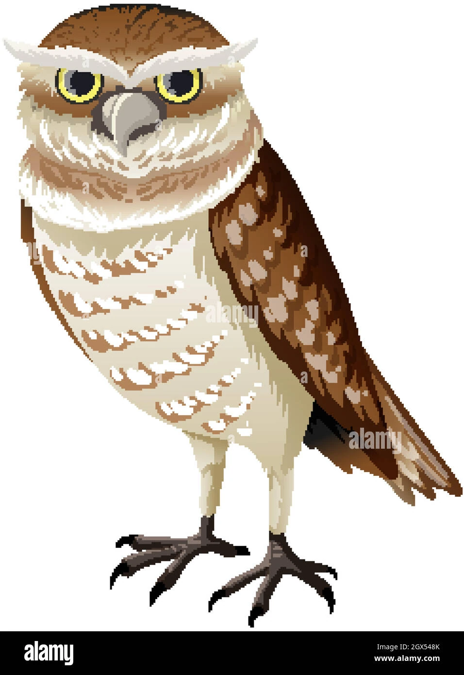 Plains Pocket Gopher (Geomys bursarius) - by Burrowing Owl (Athene ...