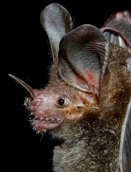 Scar Isle Cave-bat | New ideas by Matt Weaver Wiki | Fandom
