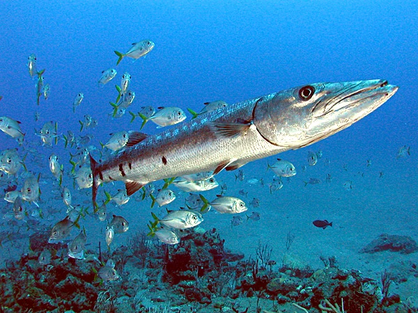 Wild Kratts-Barracuda power | New ideas by Matt Weaver Wiki | Fandom