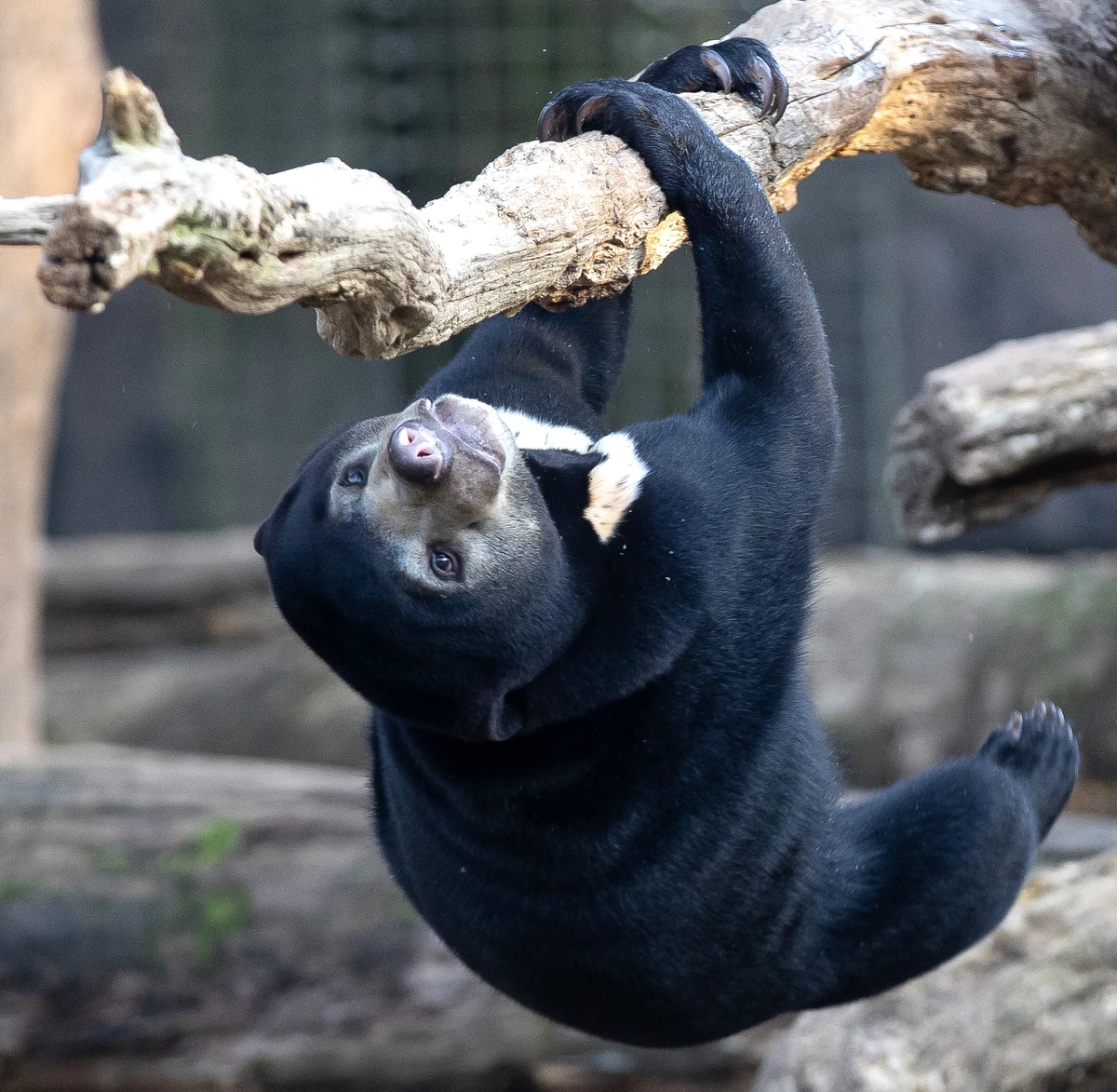 SUN BEARS = MERGE ZOO | New ideas by Matt Weaver Wiki | Fandom