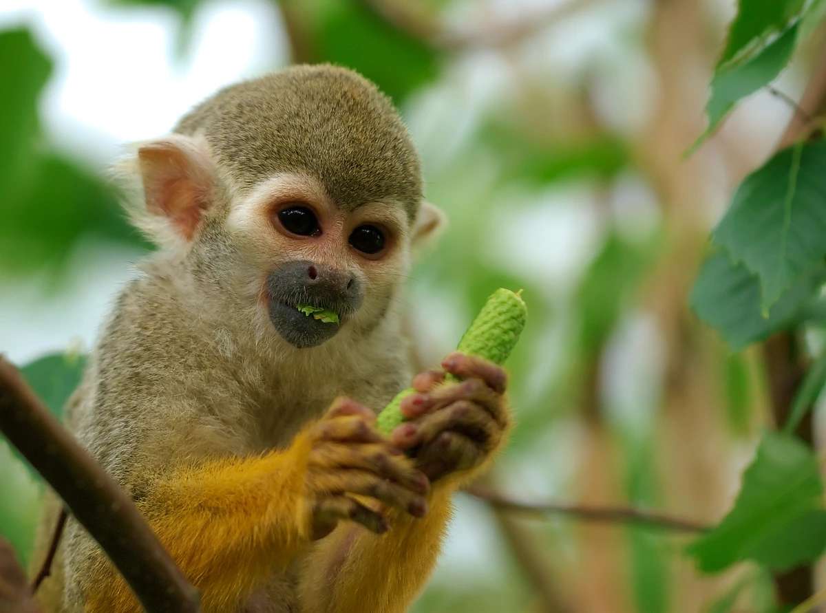 Squirrel monkeys-wild kratts preview | New ideas by Matt Weaver Wiki ...