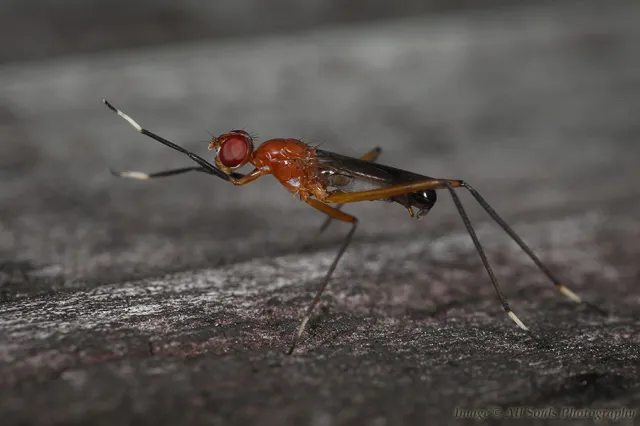 Stilt legged fly | New ideas by Matt Weaver Wiki | Fandom