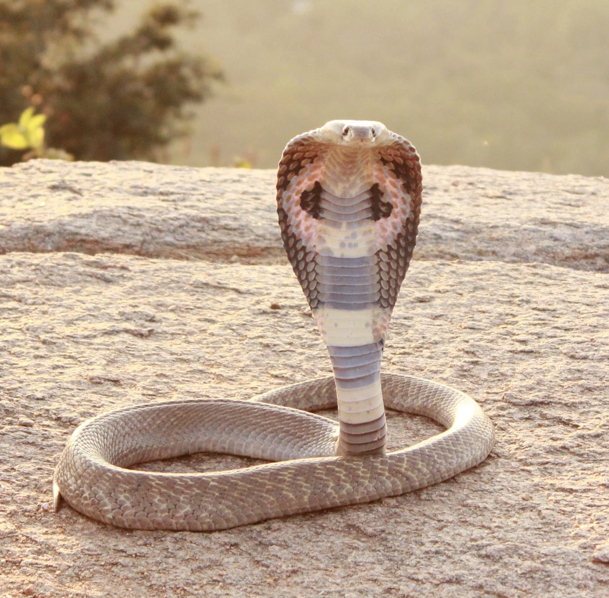 INDIAN COBRA SNAKE OCS FOR ALADDIN | New ideas by Matt Weaver Wiki | Fandom