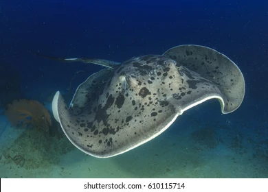 MARBLED RAY for the Little Merfox | New ideas by Matt Weaver Wiki | Fandom